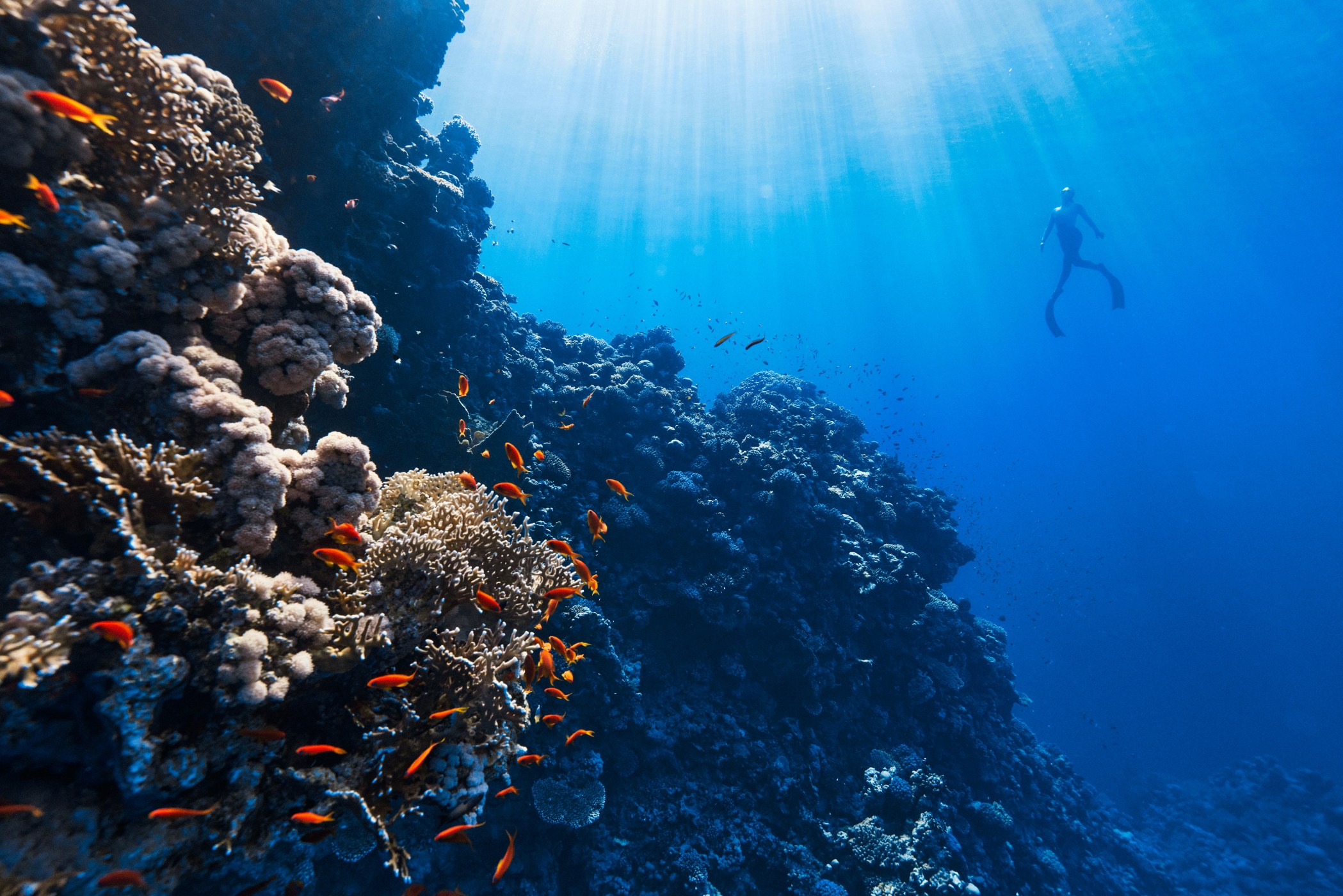Great Barrier Reef Tours in AU | Queensland Activities